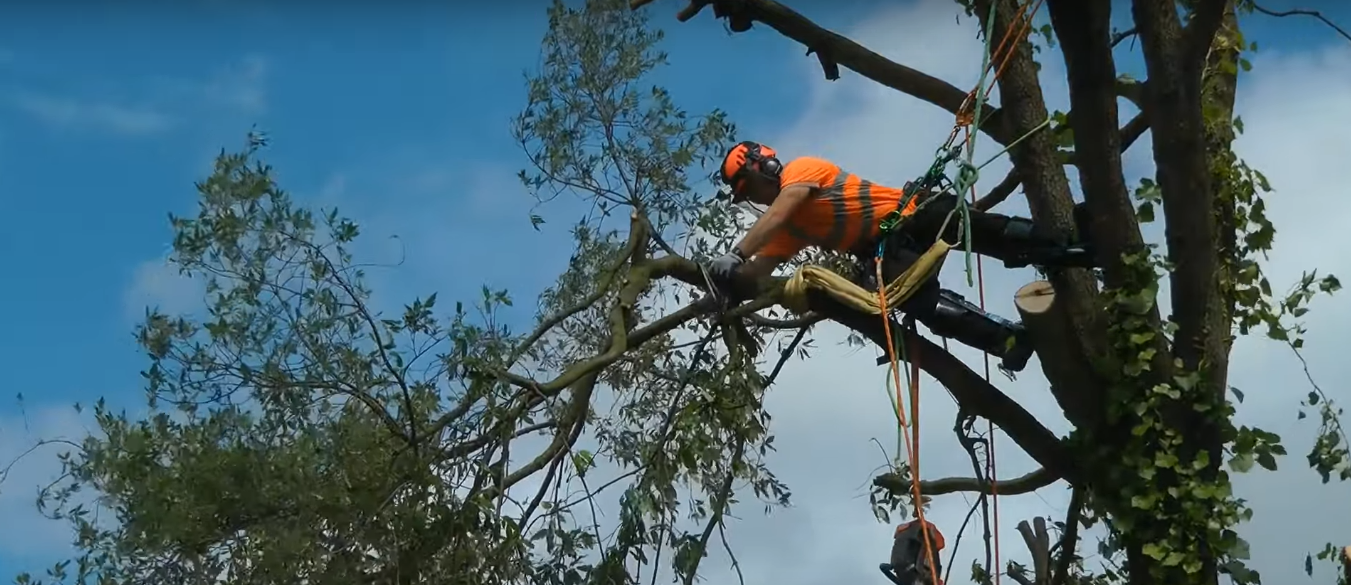 Tree Surgeon Prices: Updated Tree Removal Costs - Within Home