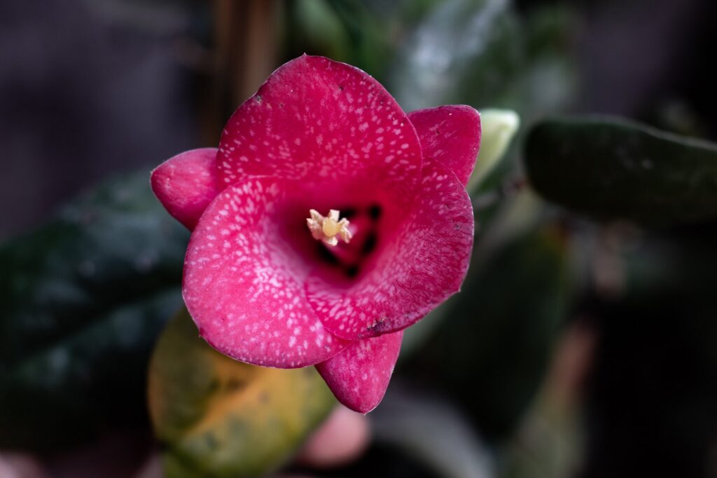 The 12 Best Plants for Your Conservatory - Within Home